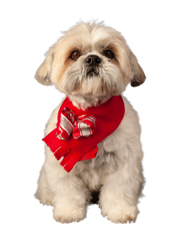 Vitalvet Mossel Bay - Vitalvet - Veterinary Health Care & Retail Group